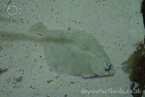 bigstock-European-Plaice-Pleuronectes-11601908 - Picniq Blog