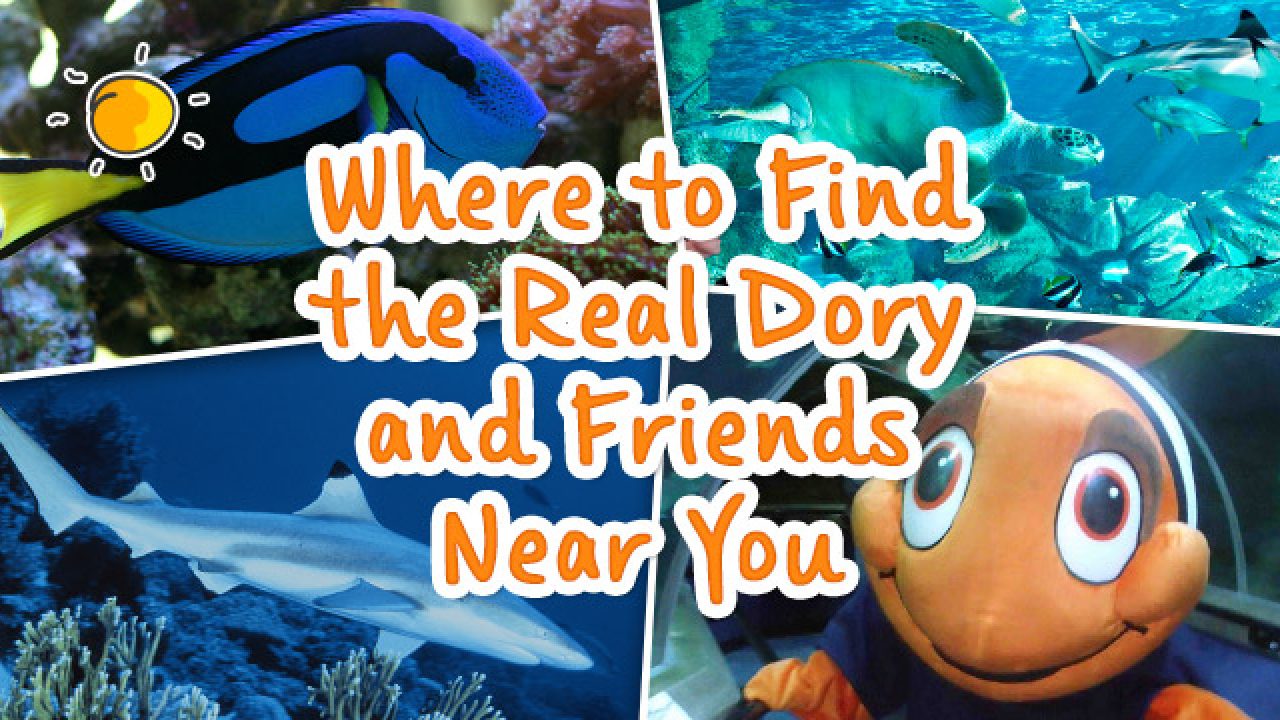Dory And Friends Theme Park Bits: A New 'Finding Nemo' Ride, 'Stitch's
