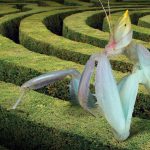 1900x620px-Mantis-Banner-(No-Text)_original - Picniq Blog