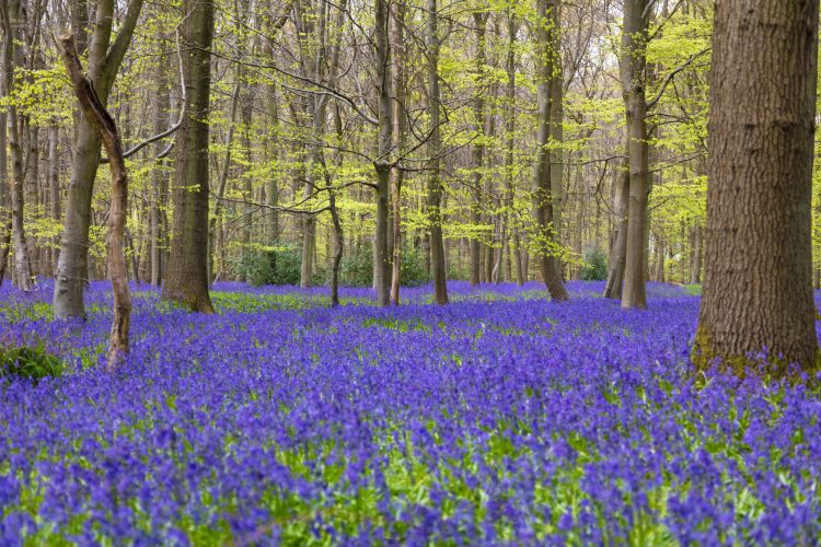 Where to swim in a sea of bluebells this Spring! - Picniq Blog
