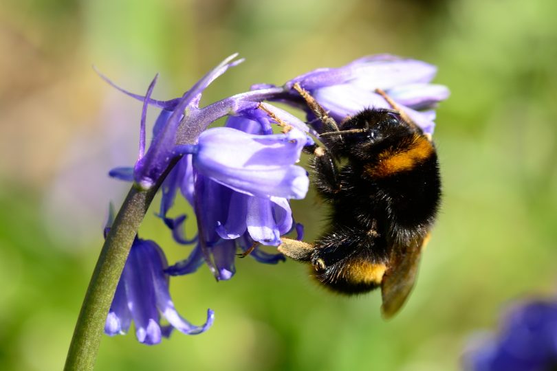 Where to swim in a sea of bluebells this Spring! - Picniq Blog