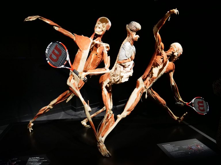 5 Brilliant Reasons to visit Body Worlds - London's newest Museum ...