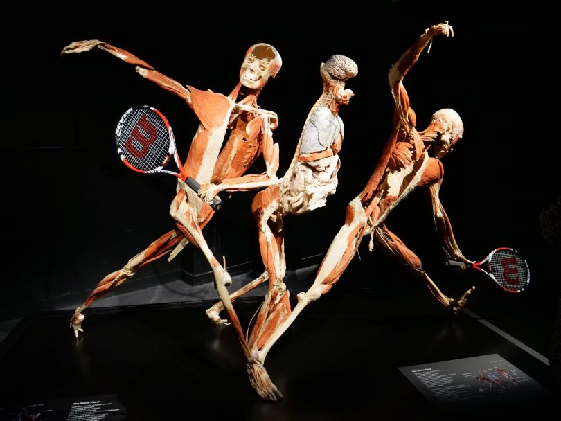 5 Brilliant Reasons to visit Body Worlds - London's newest Museum ...