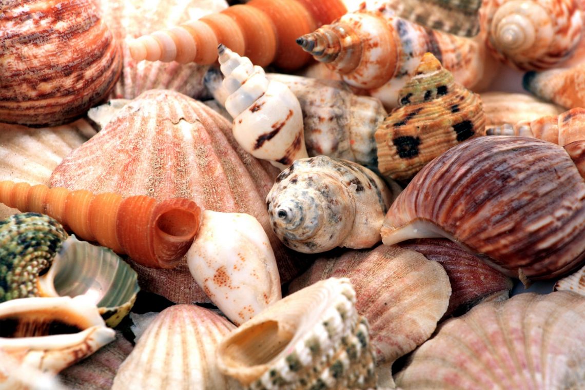 5 Seaside and Shell Craft Ideas - Picniq Blog