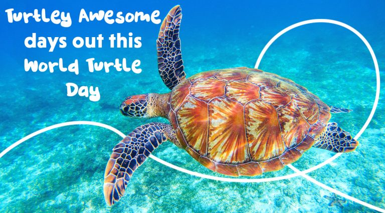 Turtley Awesome Days out this World Turtle Day - Picniq Blog