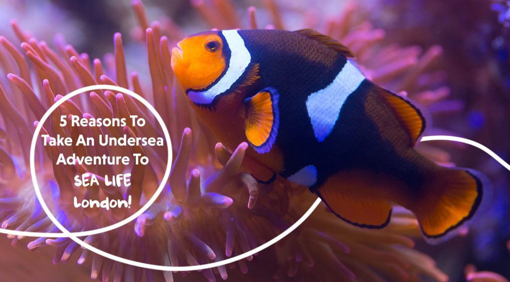 5 Reasons To Take An Undersea Adventure To SEA LIFE London Aquarium ...