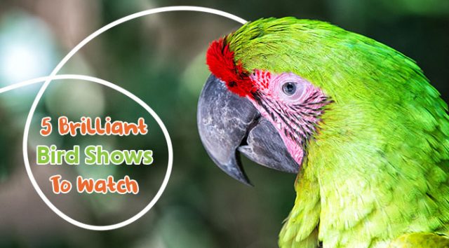 5 Brilliant bird shows to watch this Summer! - Picniq Blog