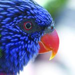 Longleat-20-May2018-parrot - Picniq Blog