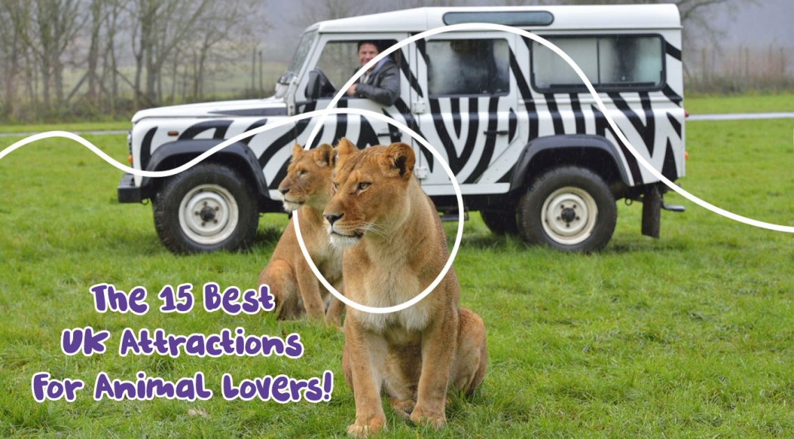 The 15 Best UK Attractions For Animal Lovers! - Picniq Blog
