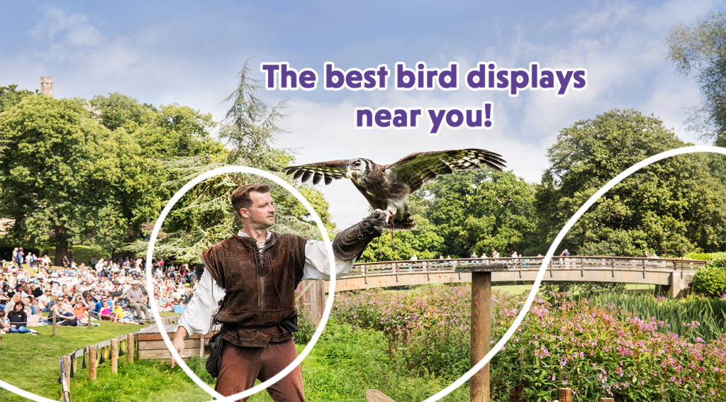 The best bird displays near you! - Picniq Blog