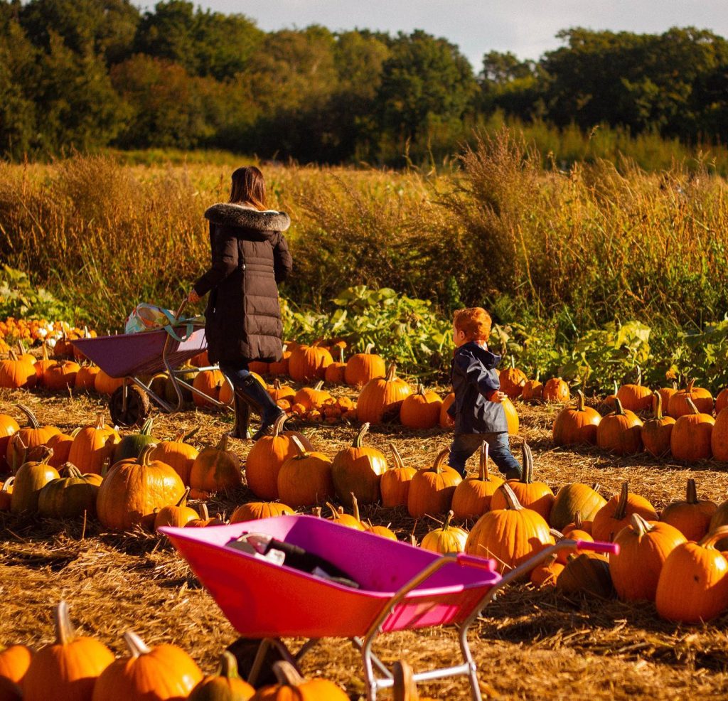 Places to go pumpkin picking! - Picniq Blog