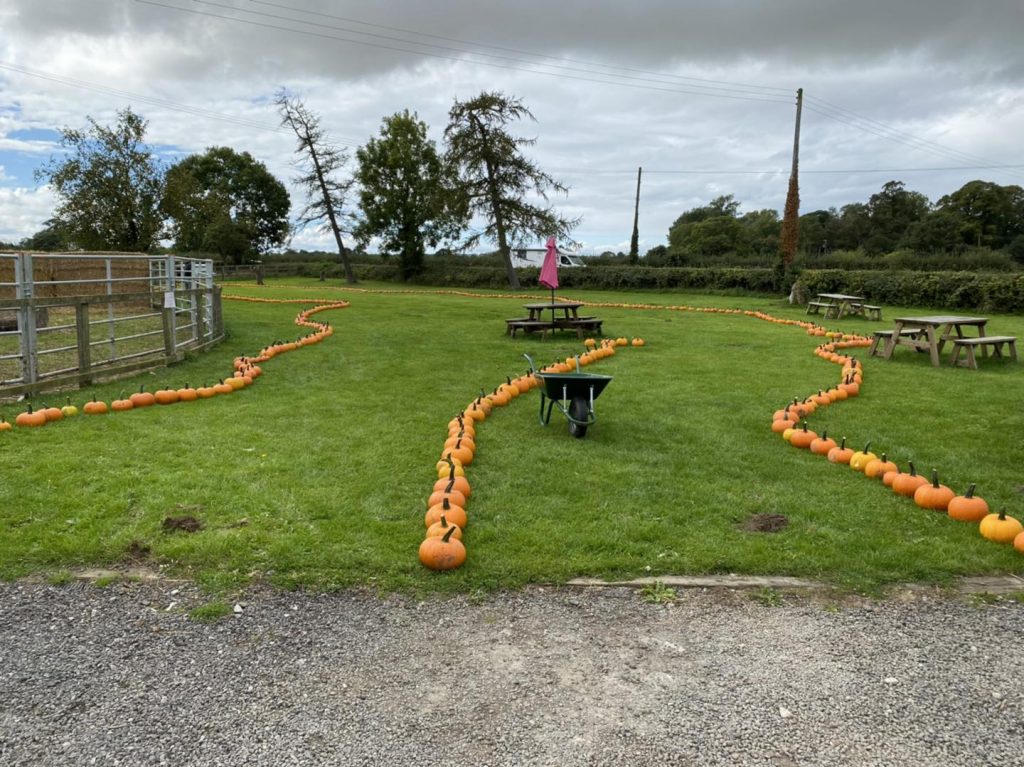 Places to go pumpkin picking! - Picniq Blog