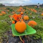 pumpkin in wheelbarrow - Picniq Blog