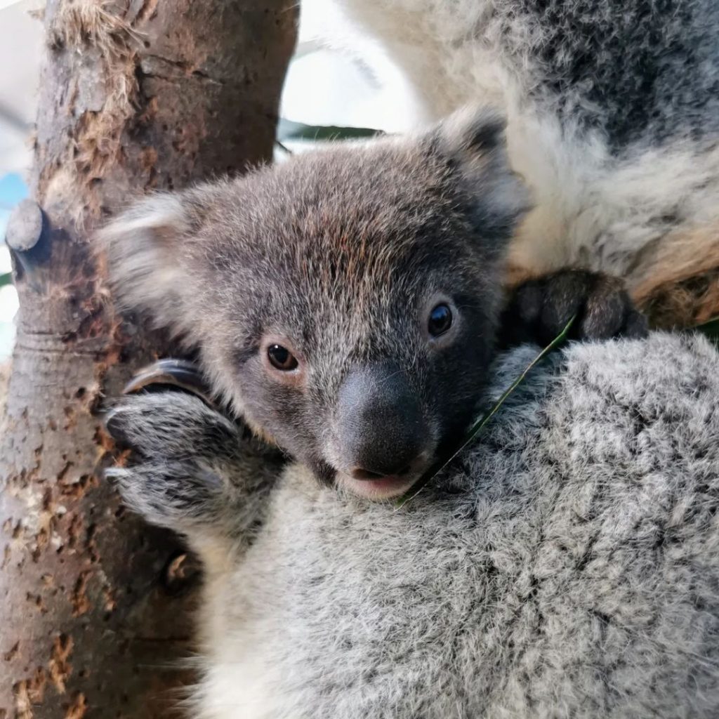 Everything you need to know about Longleat 2023! - Picniq Blog