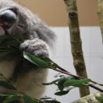 Longleat - 5% - Picniq Blog