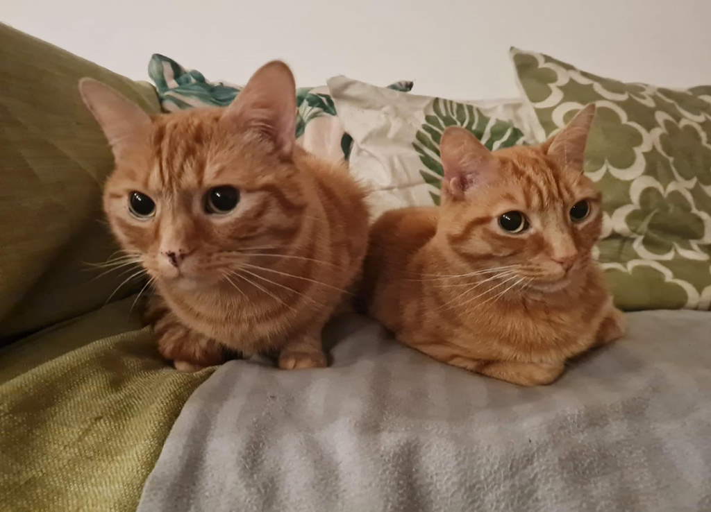 10 Cat Cafés to visit this Summer - Picniq Blog